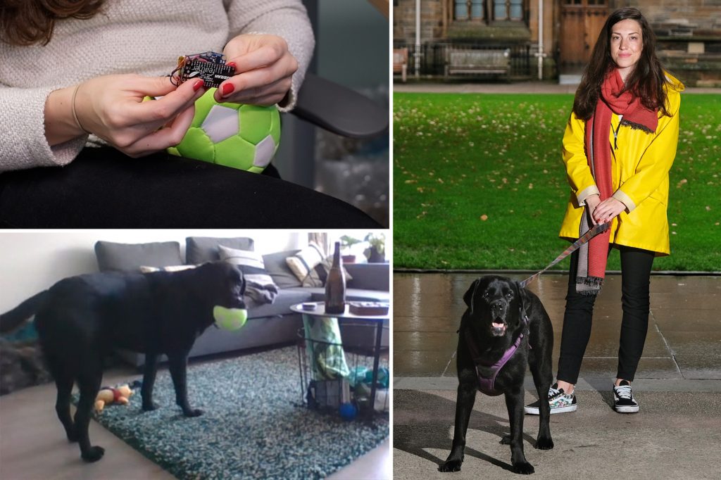 DogPhone: El "teléfono" con el que los perros podrán contactar a sus ...